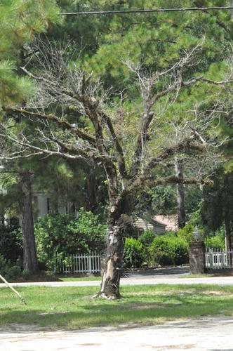 Plant experts: Excessive flooding a cause for Flowertown's dying ...