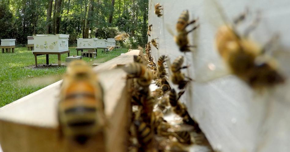 Grand Strand beekeepers highlight beekeeping dos and don'ts