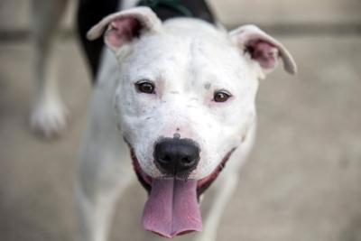 Pet Helpers needs dog fosters after air conditioning breaks