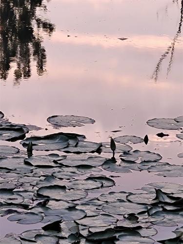 New alligators hatch in North Augusta's Brick Pond Park | North Augusta ...