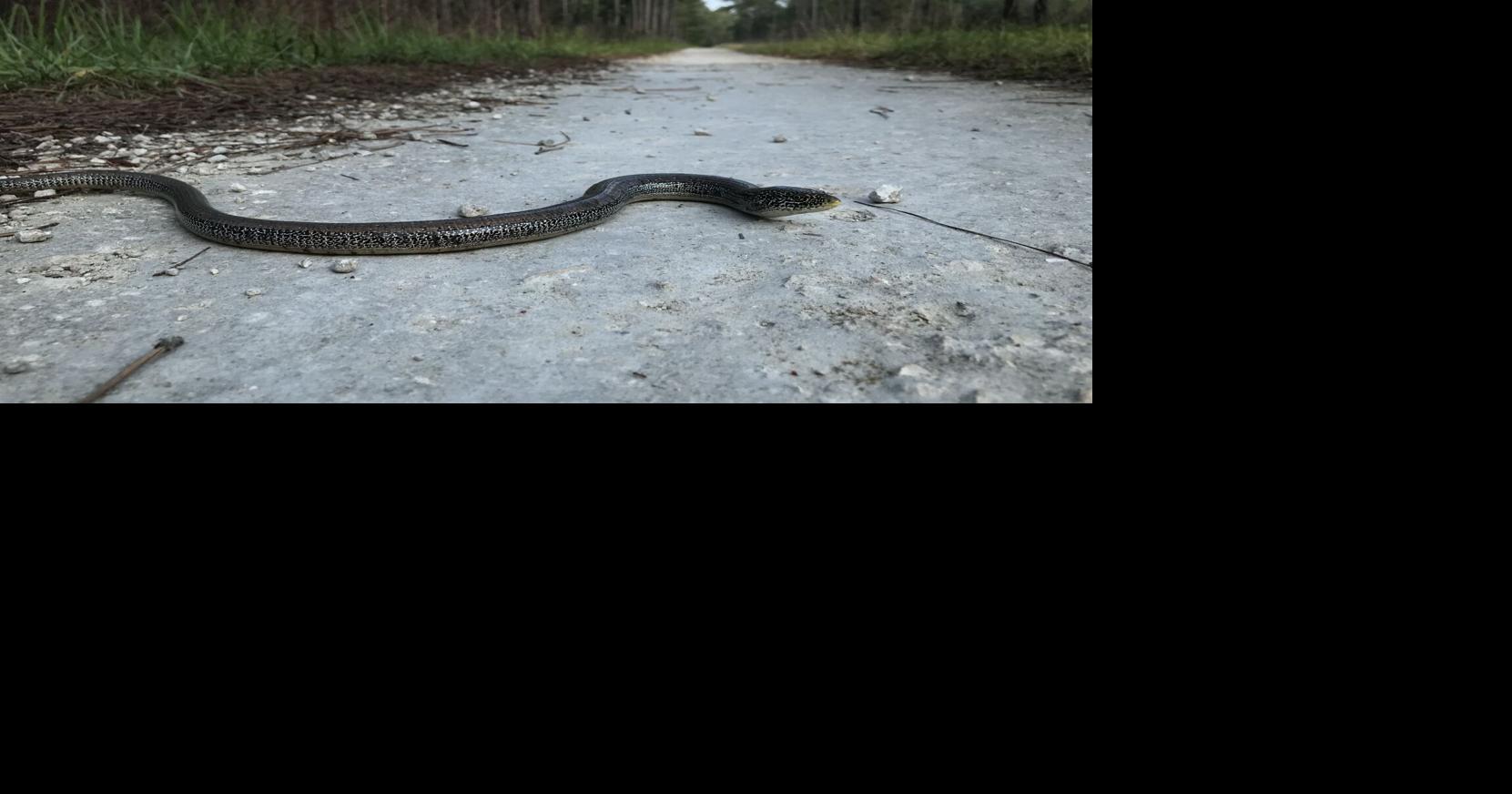 Fun facts about the legless eastern glass lizard found in SC