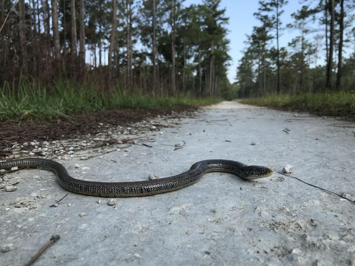 Fun facts about the legless eastern glass lizard found in SC