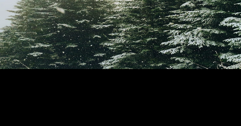 Horticulture Hotline: Xmas tree rush | Opinion | postandcourier.com