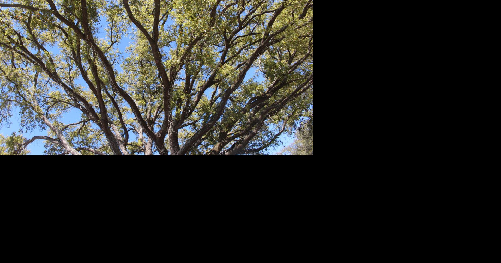 Shrinking tree canopy part of town's growth process