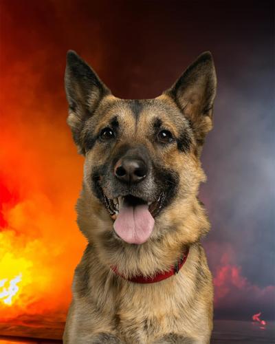 Meet Ember, Mauldin Fire's new therapy dog and teaching aid ...