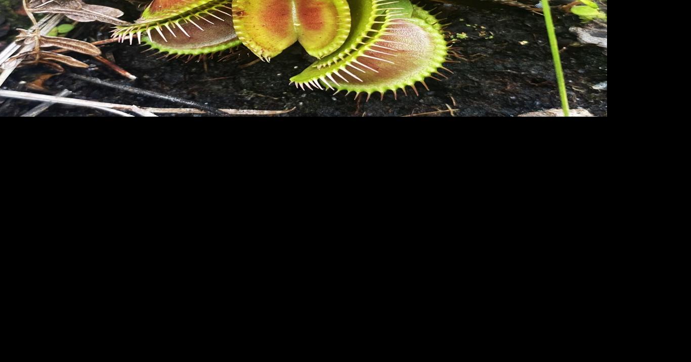 ECOVIEWS: Venus flytraps are deadly