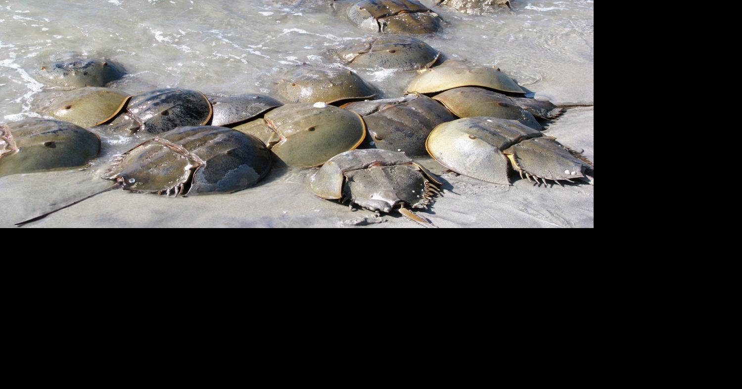 How to romance like a sea creature | News | postandcourier.com