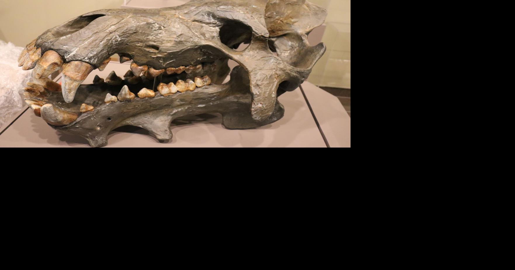 Museum exhibit explores South Carolina before the Ice Age