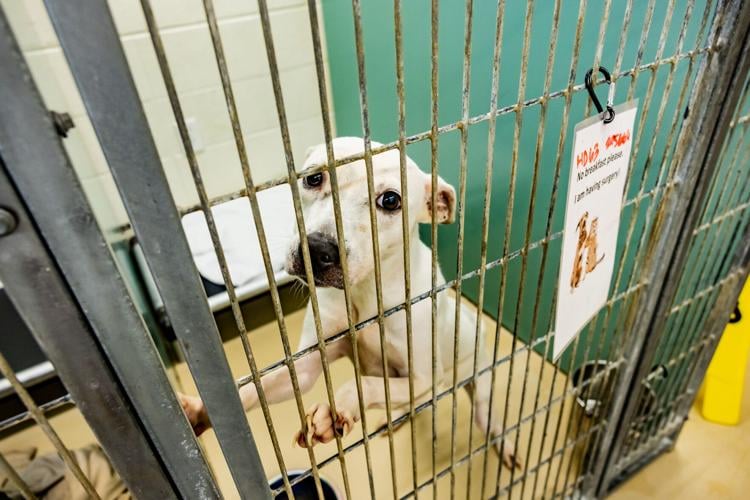 Animal shelters across SC are at 'breaking point'