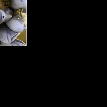 Endangered gray bat species found in Greenville County SC