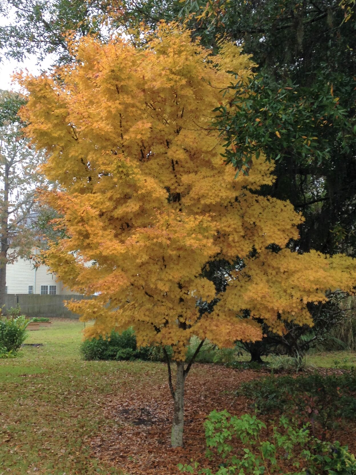 Add color to your fall garden with reliable, native plants