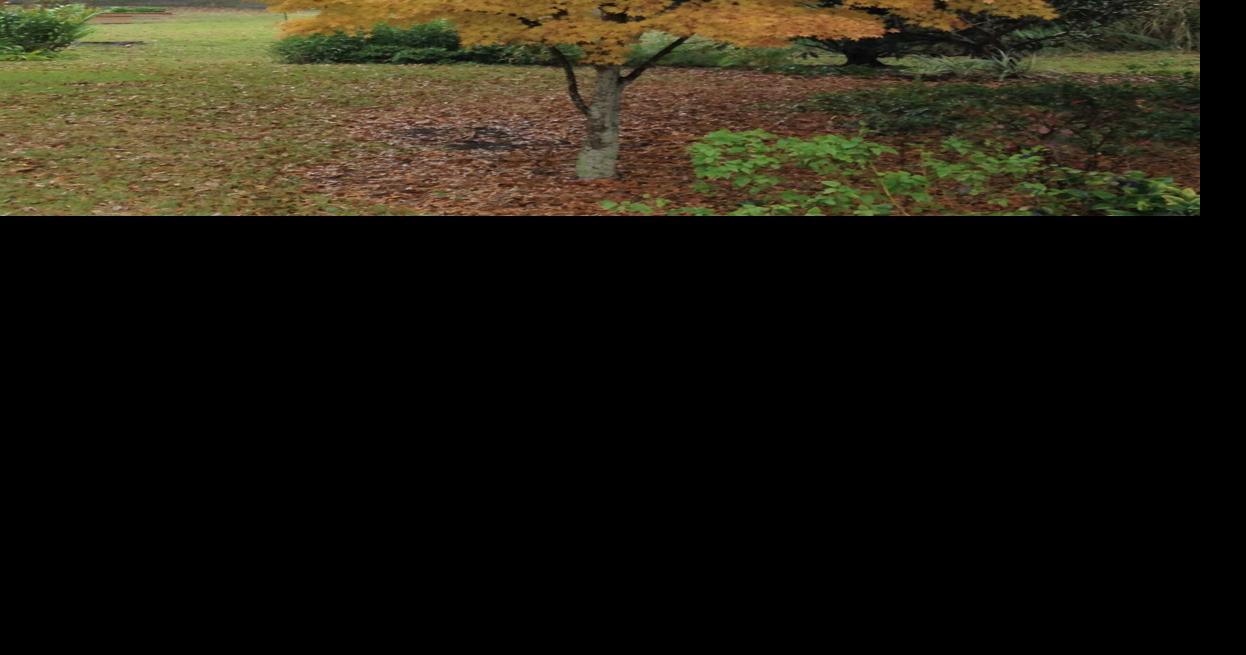 Add color to your fall garden with reliable, native plants