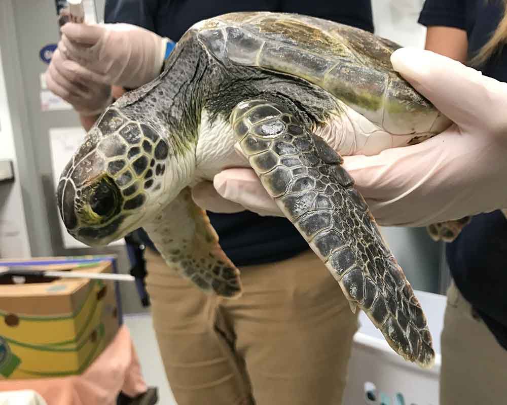 Cold-stunned turtles named after 'Star Wars' characters at South ...
