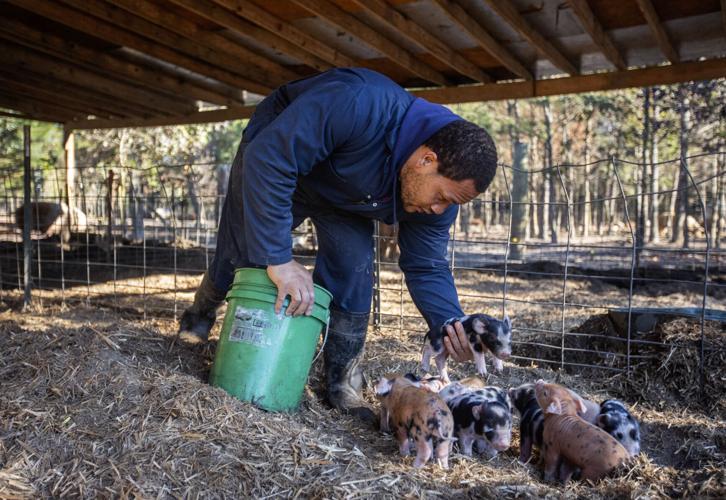 Photo Essay: Dorchester County pig farmer creates new family tradition