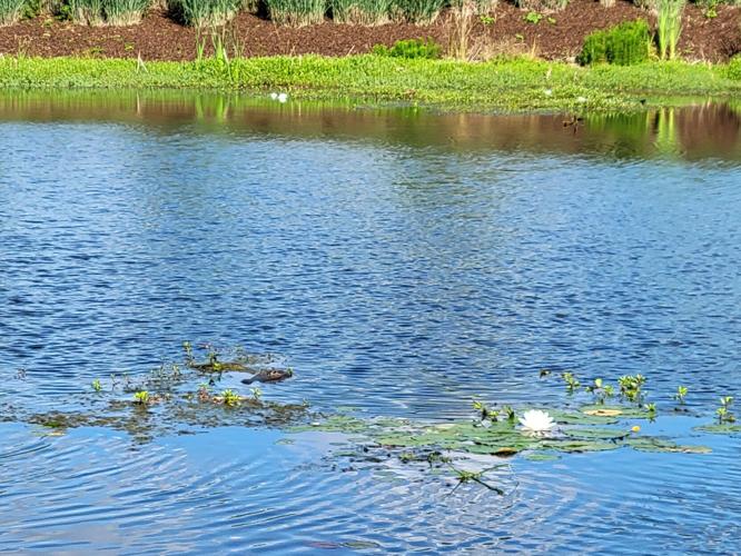 New alligators hatch in North Augusta's Brick Pond Park
