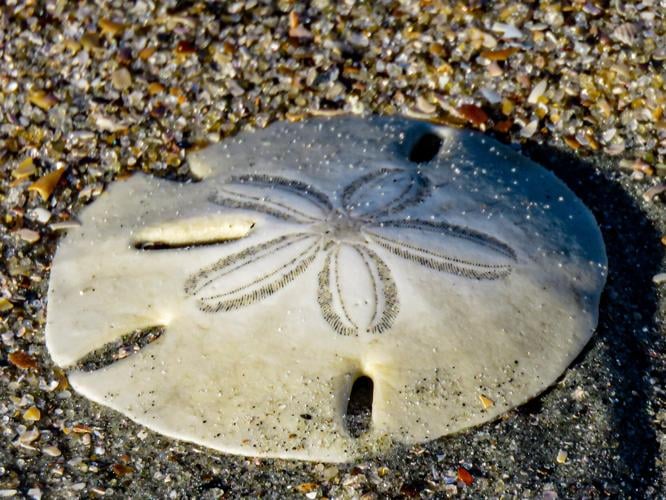 sand dollars purpose
