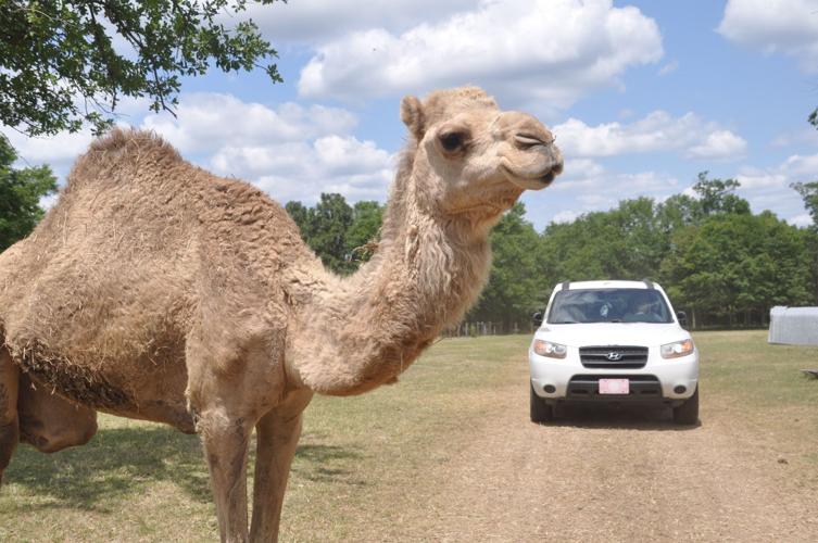 Safari park in Salley provides a family-friendly escape during ...