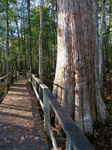 Hit the trails: Family-friendly hikes and walks let you explore the ...