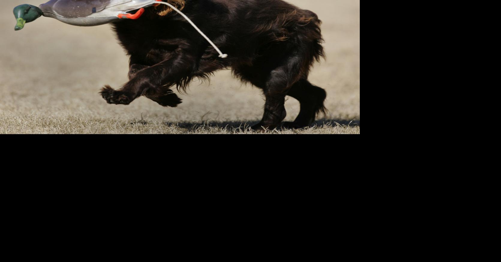 Calling all dogs and their humans to a Boykin Rescue and Pet Helpers ...