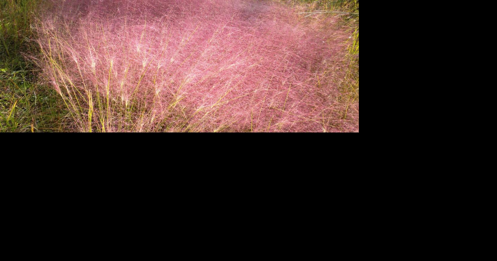 Grass species with a pink-shroud effect