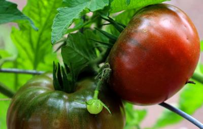 Preparing a plan of attack against plant pathogens