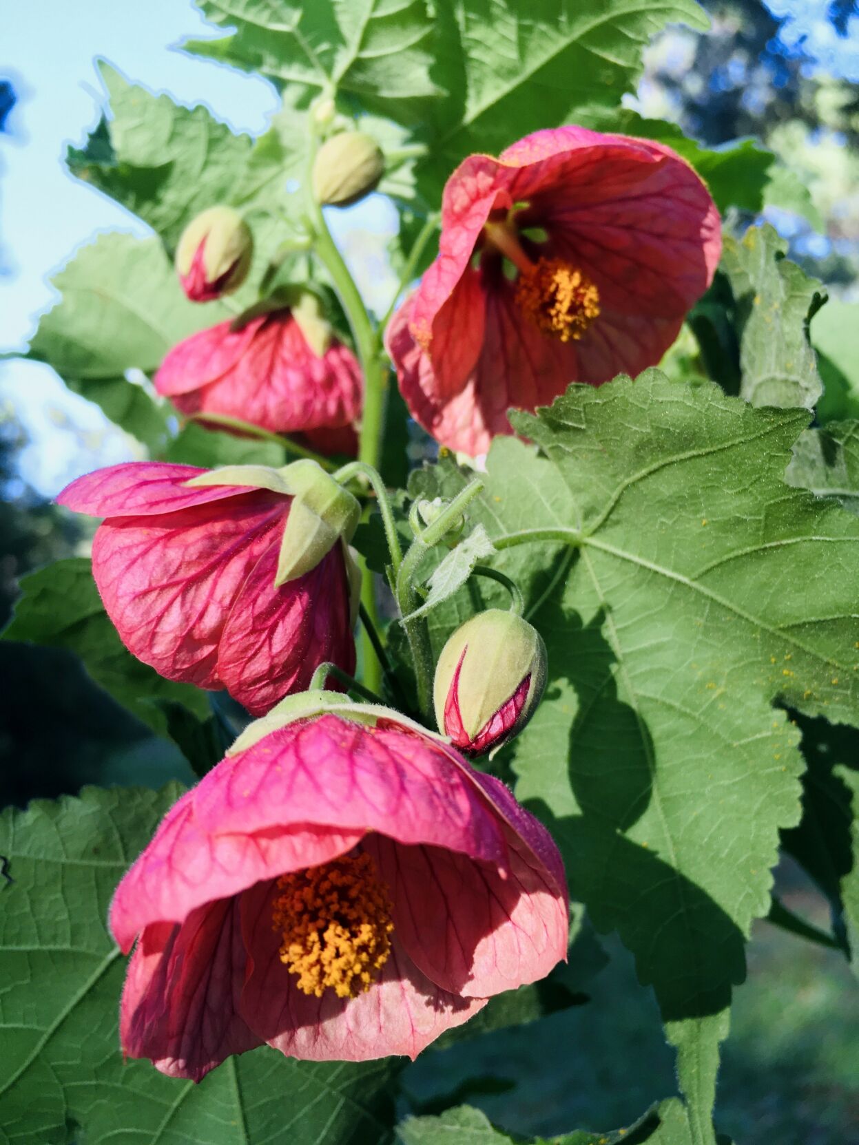 AIKEN MASTER GARDENERS: Assess plants for cold tolerance, set them up ...