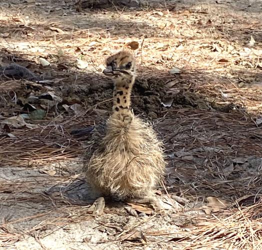 newborn ostrich