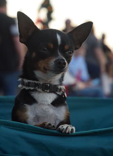 Christmas parade brightens up downtown Edgefield