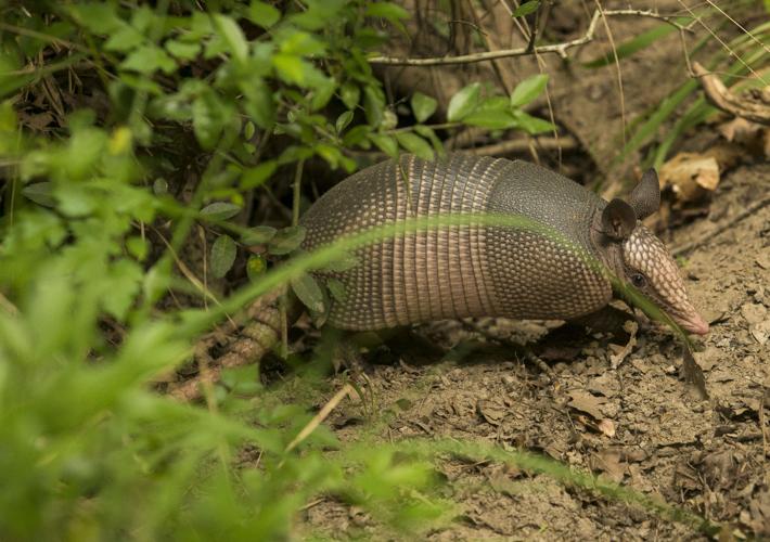 SC's climate becomes more suitable for nuisance armadillo