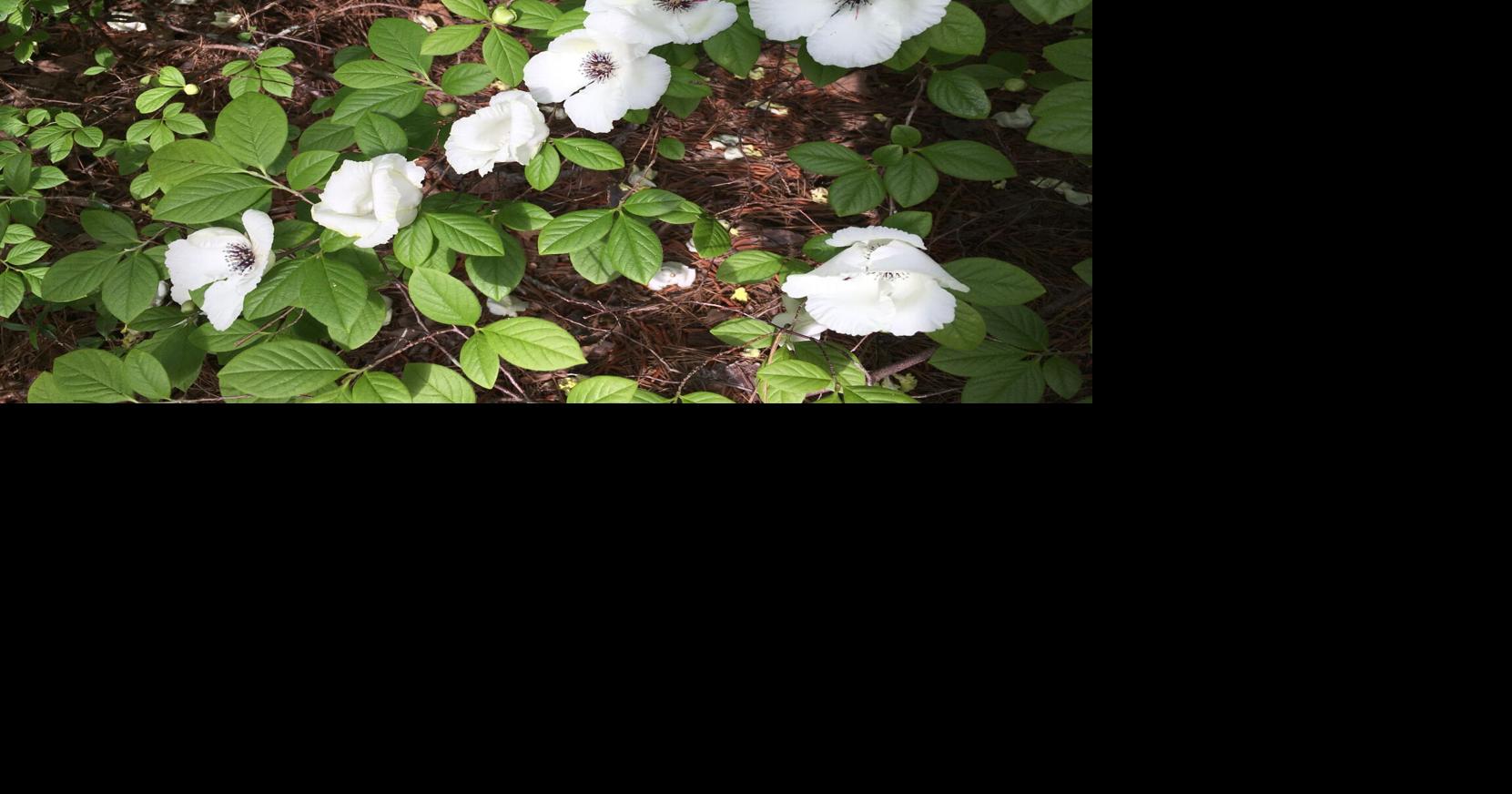 AIKEN MASTER GARDENERS: These trees from the Tea Family have ...