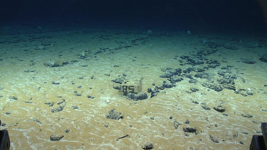 Scientists find a 'lost' deep-sea mining site in U.S. waters