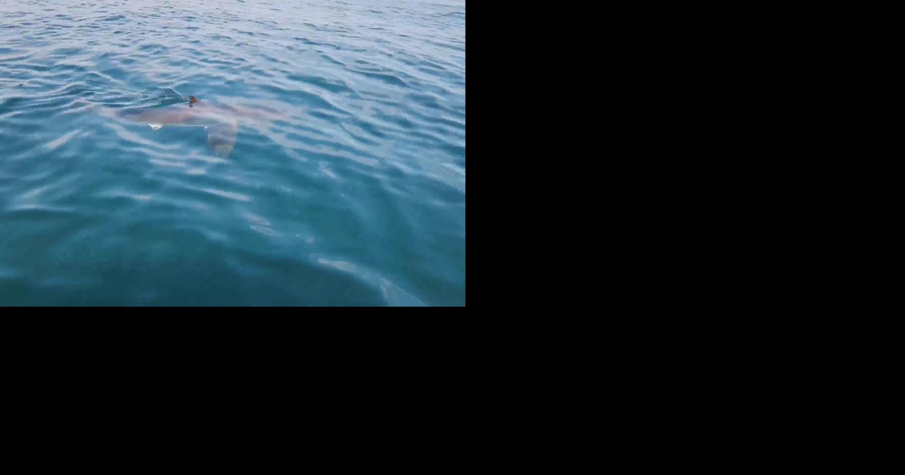 Great white shark spotted off Pawleys Island coast