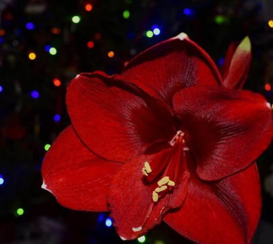 Reader photos: Red
