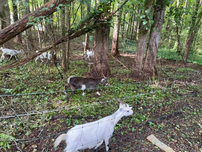 These SC companies use goats for landscaping, weed killing