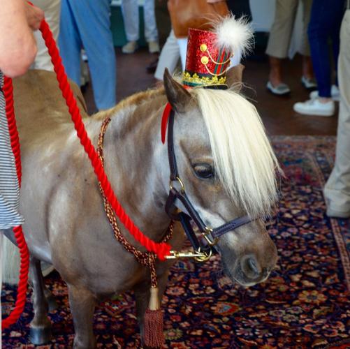 Aiken parties with Short Stuff, the miniature horse