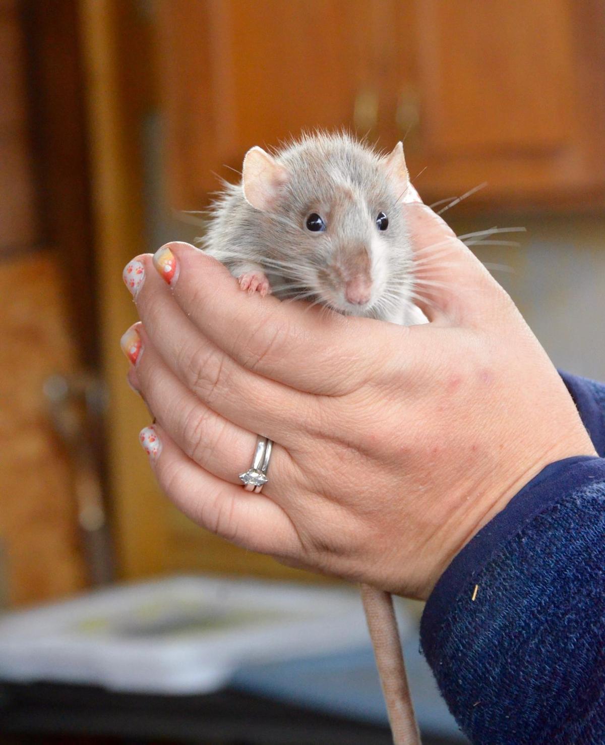 Aiken Barn Hunt club the first in South Carolina | News ...