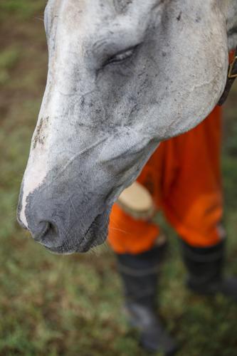 Inside the horse program at Wateree prison in Sumter County