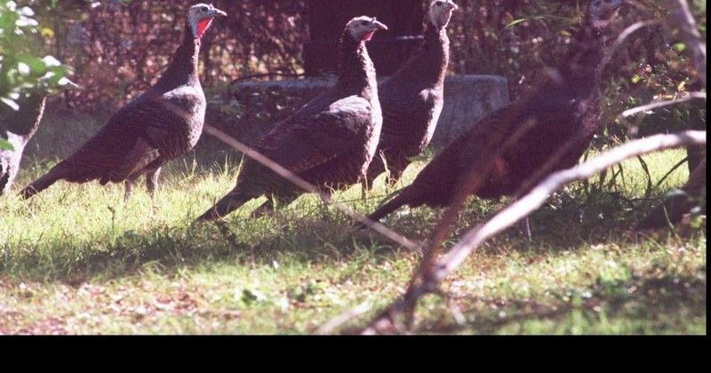 Vendors no longer offer handwritten wild turkey tags | Hunting ...