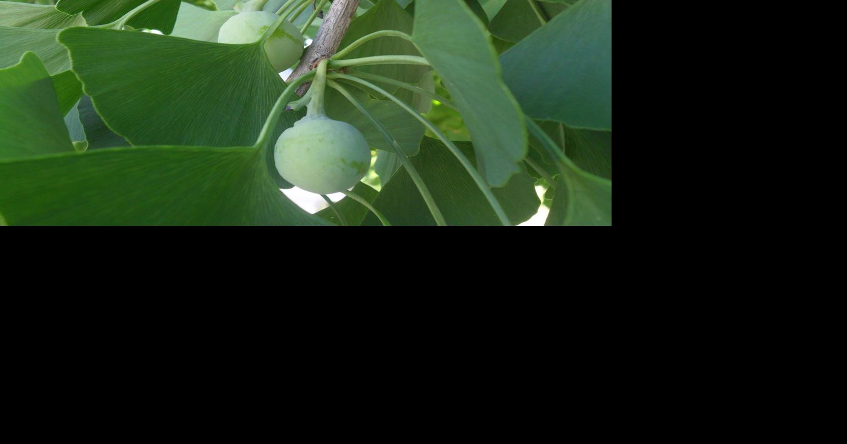 Smelly stuff in your yard Trees, fungus can raise a stink | Home and ...