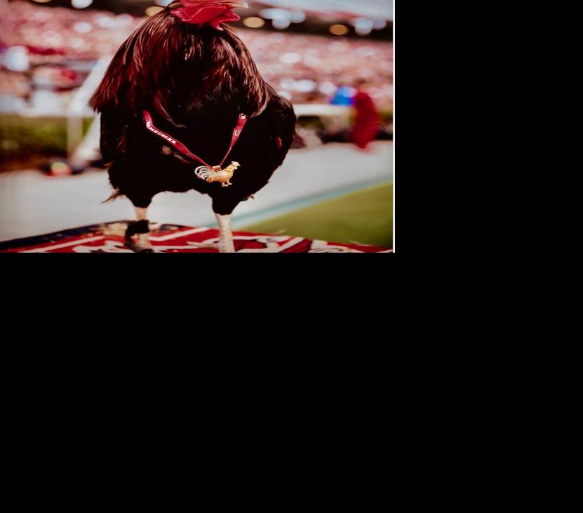 No more Sir Big Spur? Controversy over South Carolina Gamecocks' live ...