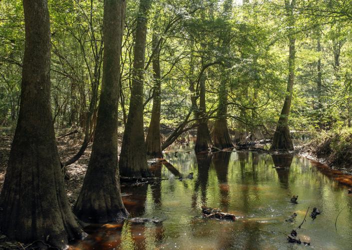 Want to see SC park's rare synchronous fireflies? A lottery for tickets ...