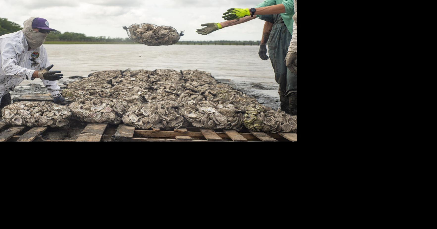 How oysters filter water and improve water quality