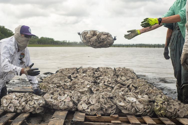 How oysters filter water and improve water quality