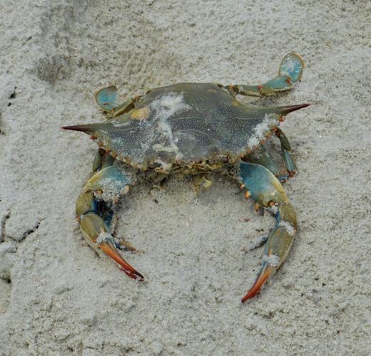 Reader photos: Shells