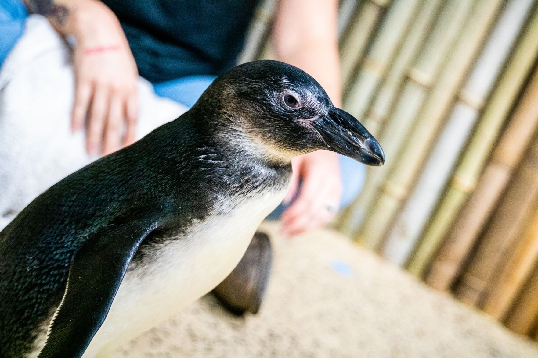 Bee City Zoo in Cottageville offers unique animal encounters