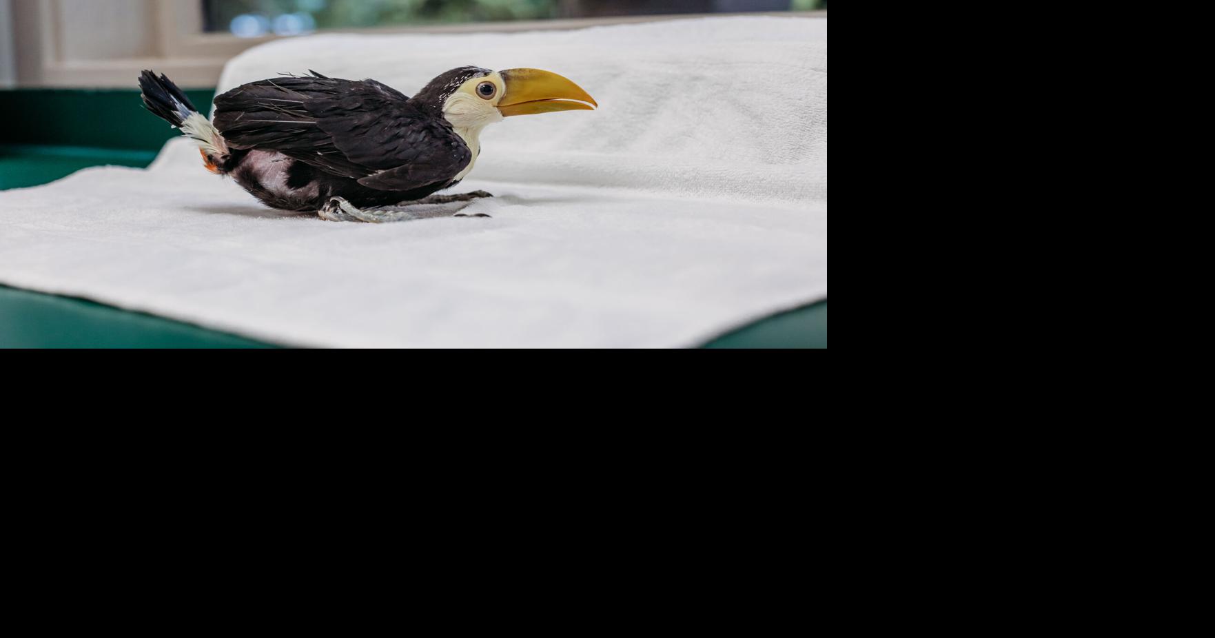 Riverbanks in Columbia SC welcomes new toucan hatchling