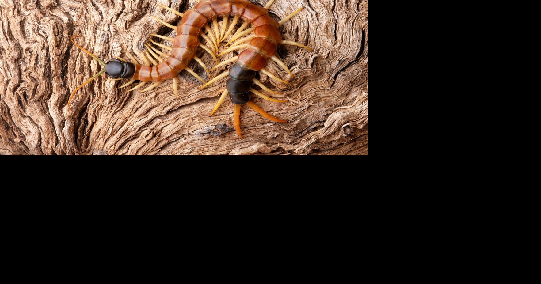 centipedes bite effect