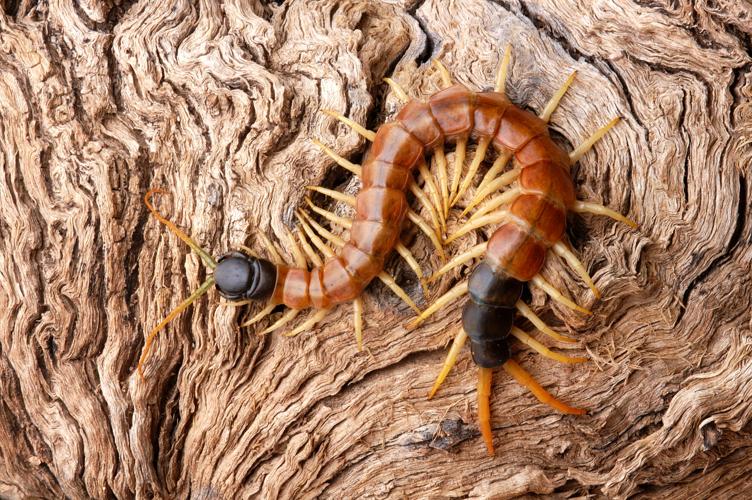 centipede bite