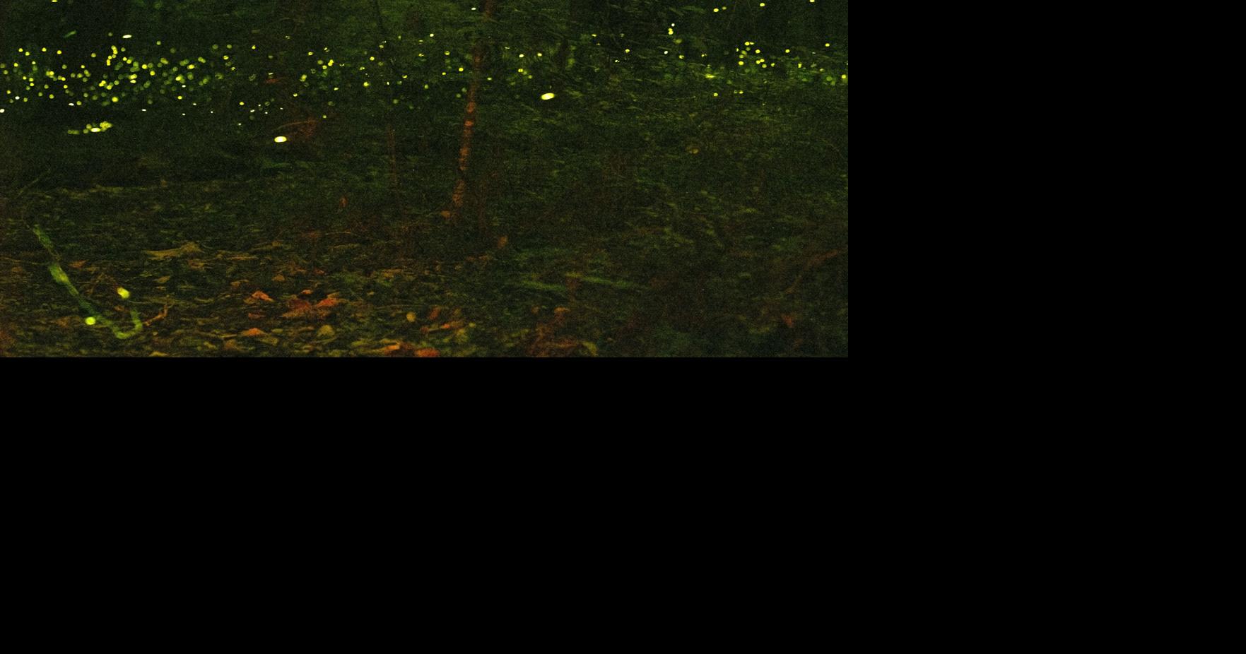 When and how to view this year's fireflies light show