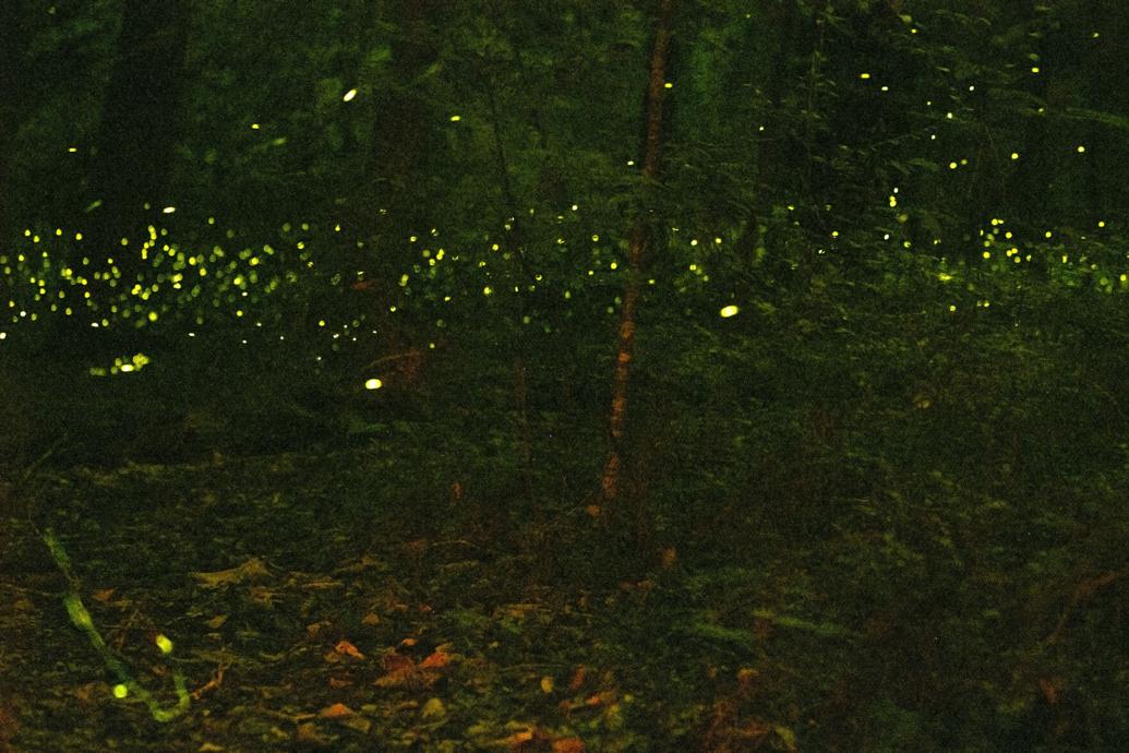 When and how to view this year's fireflies light show